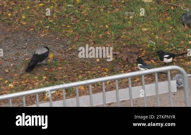 Feeding birds rat Stock Videos & Footage - HD and 4K Video Clips - Alamy