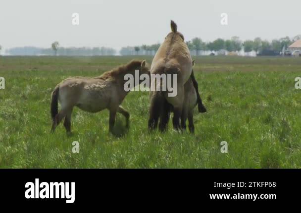 Horse mating Stock Videos & Footage - HD and 4K Video Clips - Alamy