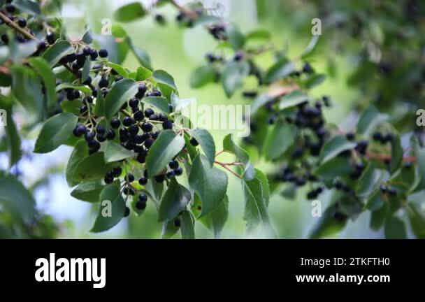 Aristotelia chilensis Stock Videos & Footage - HD and 4K Video Clips ...