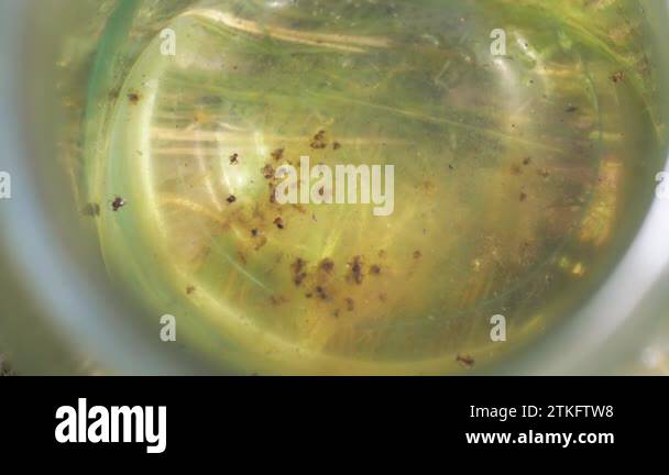 Lots of Dead Ants Float on the Surface of Dirty Water in a Glass Jar ...