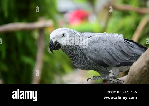 African grey parrot talking Stock Videos & Footage - HD and 4K Video ...