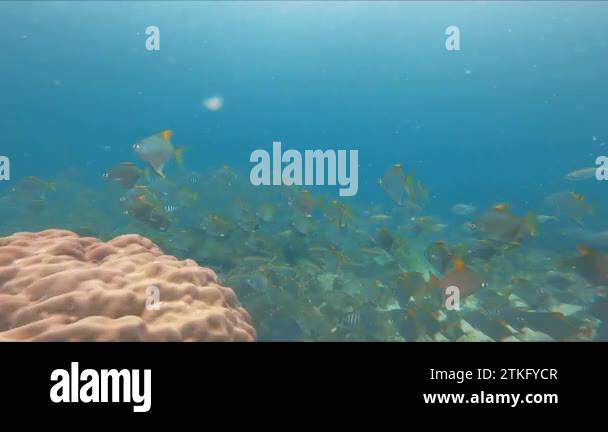 Thousands fish Stock Videos & Footage - HD and 4K Video Clips - Alamy