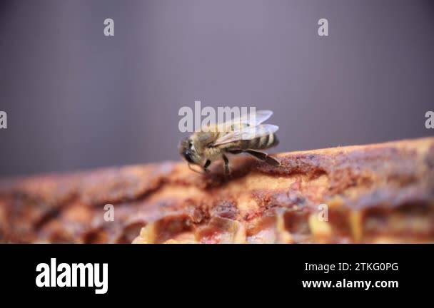 Bee wasp honey propolis Stock Videos & Footage - HD and 4K Video Clips ...