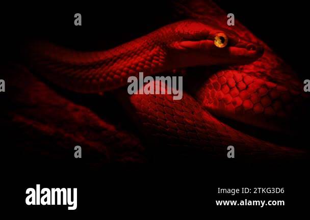 Adam and eve garden eden serpent Stock Videos & Footage - HD and 4K ...