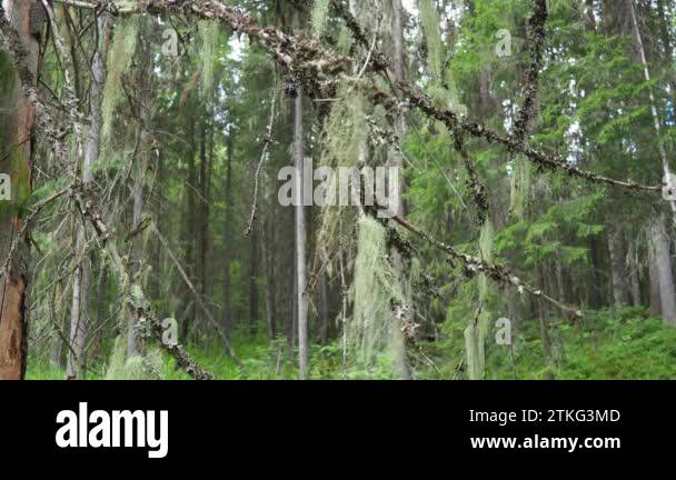 Usnea, Forest beard, Usnea is a genus of lichens of the Parmeliaceae ...