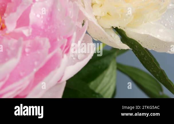Water rain drops on peony flowers spring bloom, floral blossom of ...