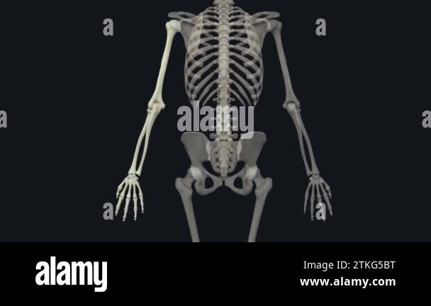 The free part of upper limb denotes the distal segment of the upper ...