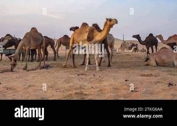 Desert bred Stock Videos & Footage - HD and 4K Video Clips - Alamy