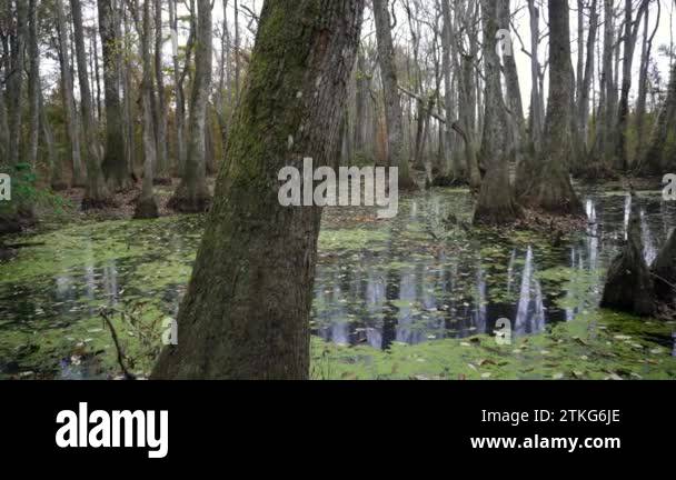 Cypress Swamp along Natchez Trace Parkway and Natchez Trace National ...