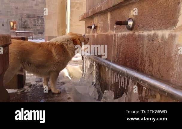 Stray dog drinking from a source of water, Homeless. Erzurum can get as ...