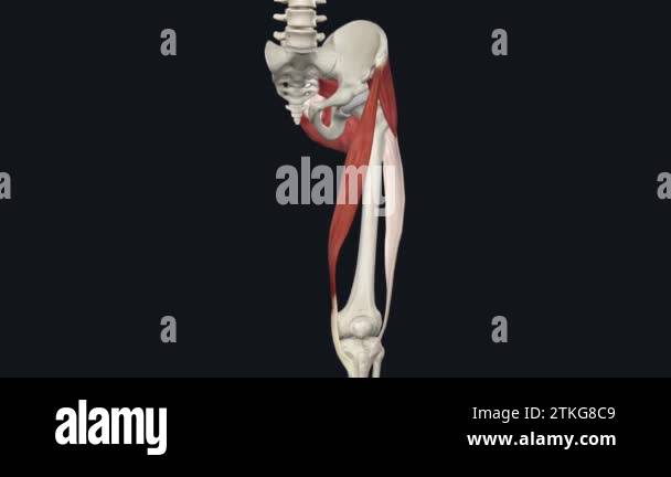 The sartorius is the longest muscle in the body, spanning both the hip ...