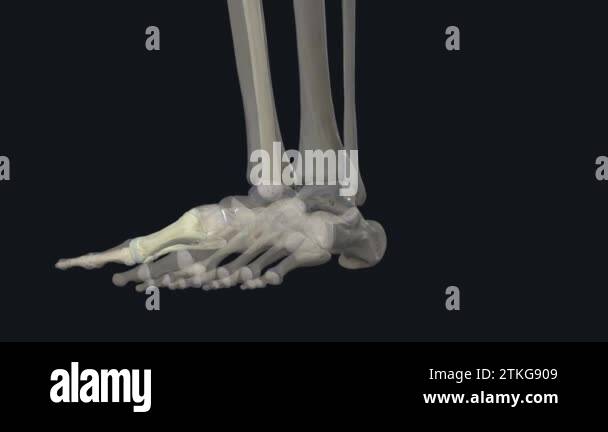 Tubular bones Stock Videos & Footage - HD and 4K Video Clips - Alamy