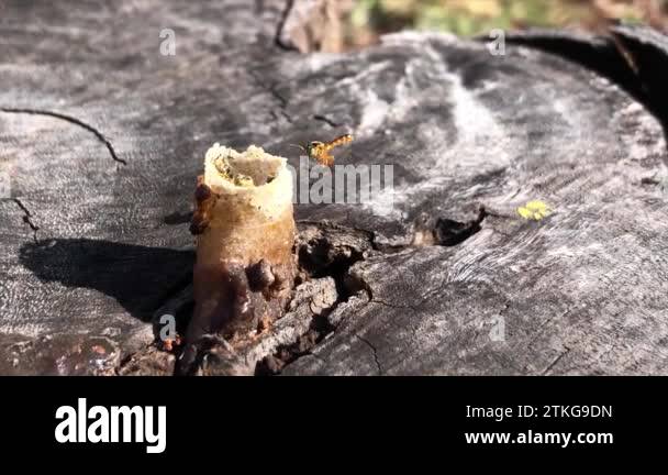 Stingless bees, native to Brazilian forests, known as jata bees or mirim bees Stock Video ...