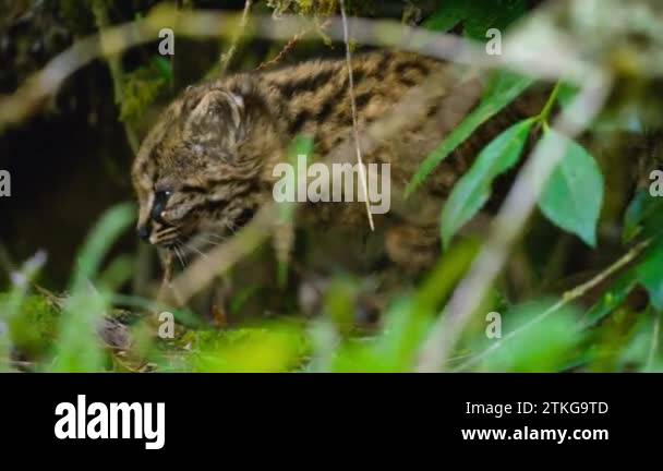 Smallest nature reserve Stock Videos & Footage - HD and 4K Video Clips ...