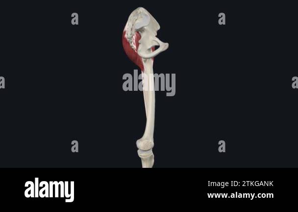 Iliotibial Tract , The iliotibial band (ITB) is a thick band of fascia ...