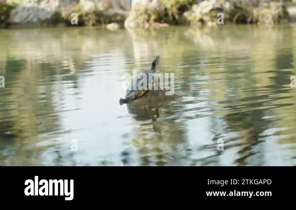 The rock turtle neck Stock Videos & Footage - HD and 4K Video Clips - Alamy