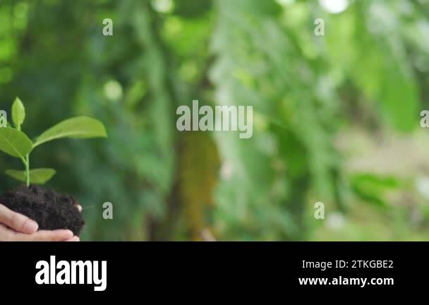 woman holding young tree ready to grow in fertile soil, prepare for ...
