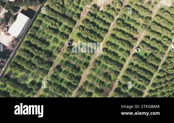 Top view of green trees growing in rows. Citrus fruit trees plantation ...