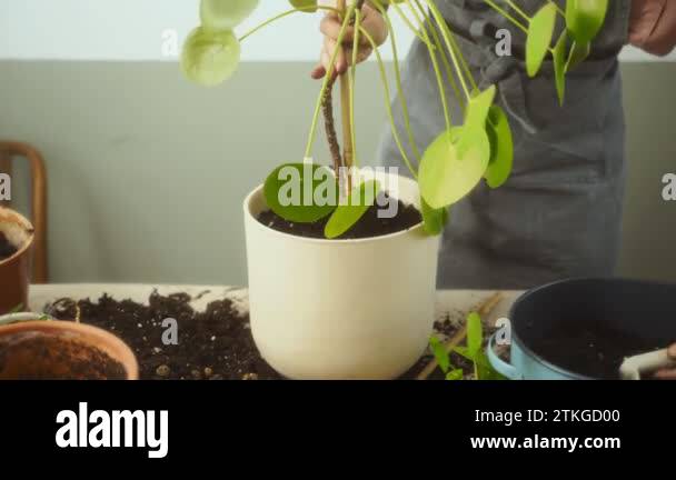 Anonymous female gardener putting soil into pot with pilea ...