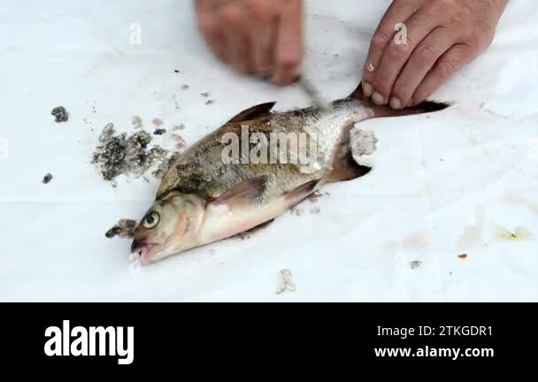 Bream scales Stock Videos & Footage - HD and 4K Video Clips - Alamy