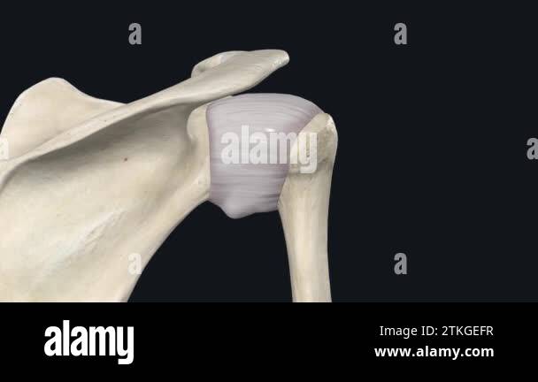A joint capsule, also knows as an articular capsule, is a fluid-filled ...