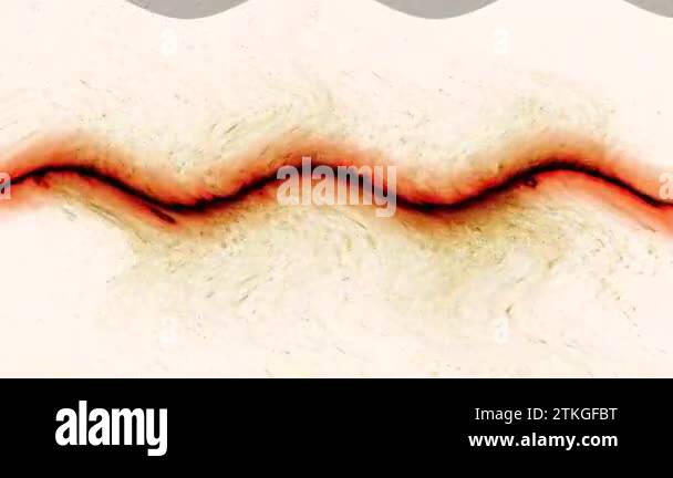 Wavy red line Stock Videos & Footage - HD and 4K Video Clips - Alamy