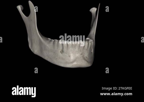 Skeletal anatomy face mandible Stock Videos & Footage - HD and 4K Video ...