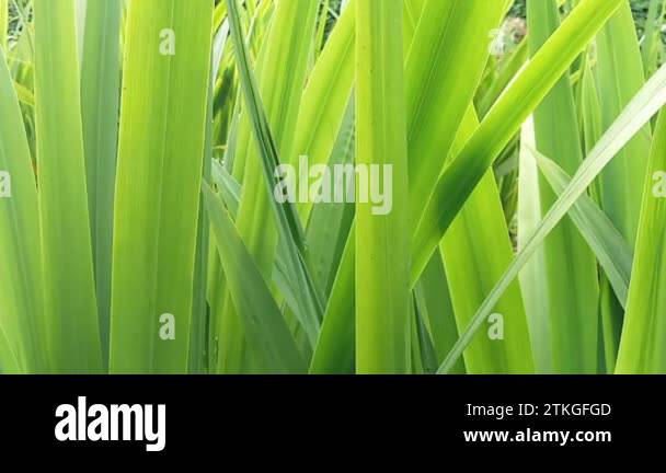 Phormium grass Stock Videos & Footage - HD and 4K Video Clips - Alamy