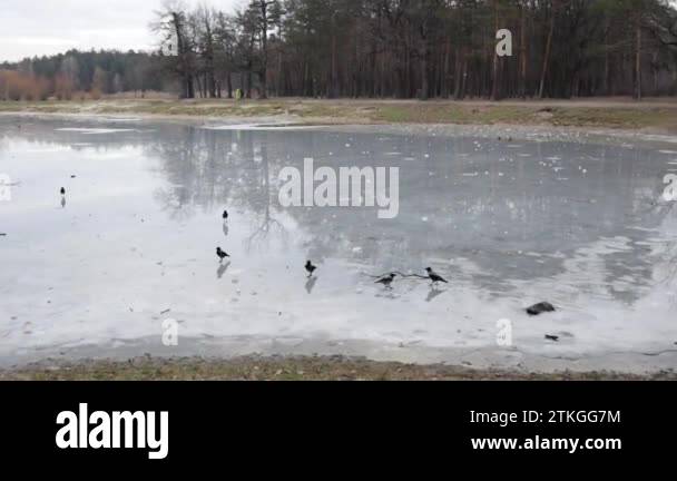 Black crow flies in Stock Videos & Footage - HD and 4K Video Clips - Alamy