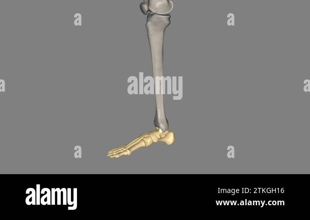 The human foot is a strong and complex mechanical structure containing ...