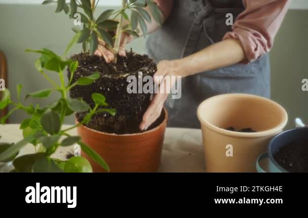 Woman in apron pulling dwarf umbrella tree from pot and removing soil ...