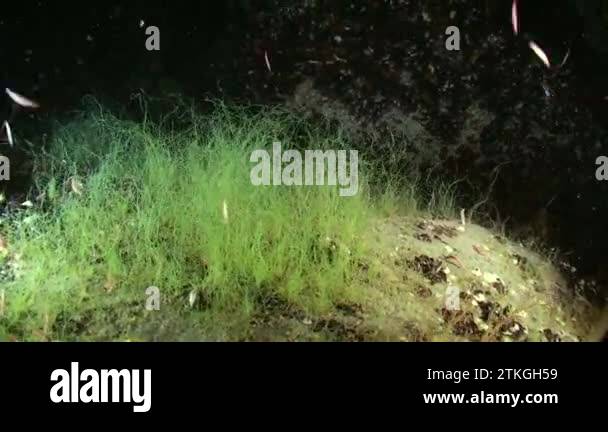 Succinea sp Stock Videos & Footage - HD and 4K Video Clips - Alamy