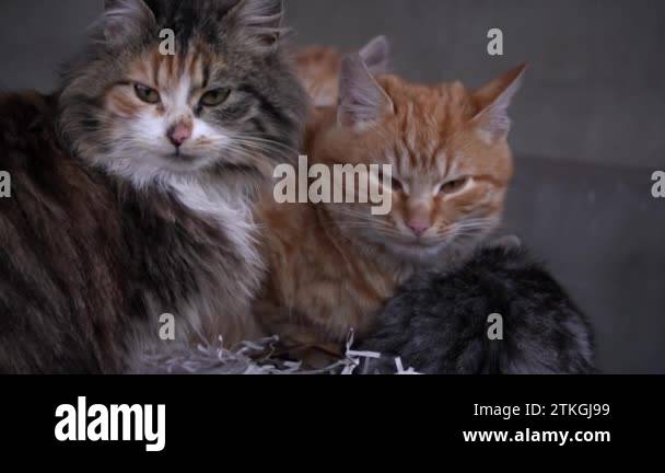 Family of poor homeless cats with kittens is basking in a pile of ...