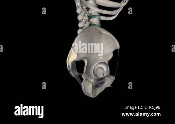 The posterior sacroiliac ligament is a compound ligament composed of ...