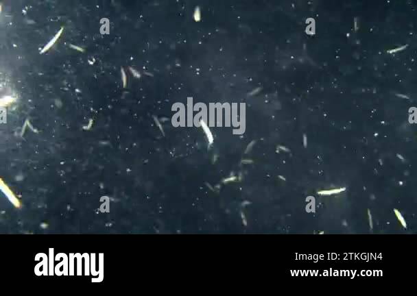 Swept eggs of polychaetes Clam Worms (Nereis sp.) during spawning ...