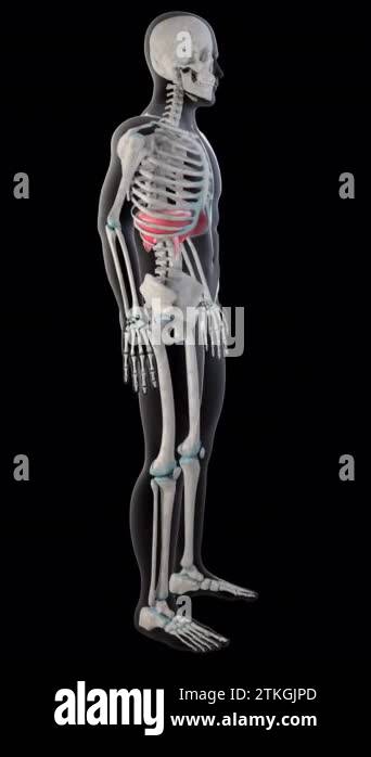 This 3d animation shows the diaphragm muscles on whole man body Stock ...