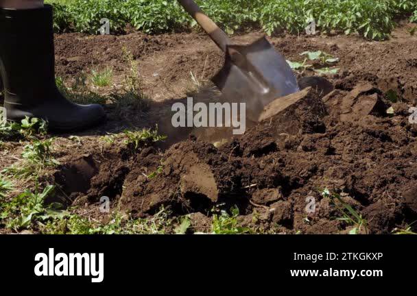Farmer digging in garden spade soil shovel digging spade grass ...
