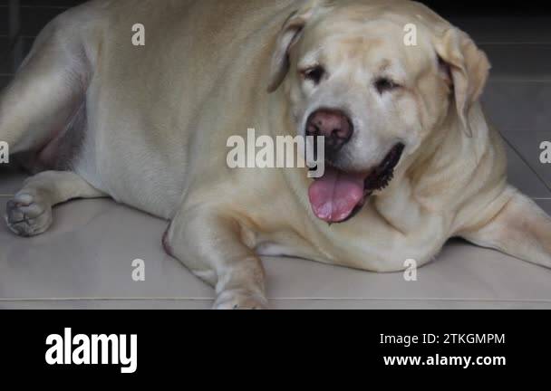 Fat labrador retriever 11 year old breathless , Shortness of breath on ...