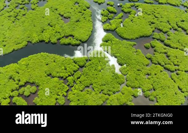 Mangrove forest with reflective sun and glare on the water surface ...