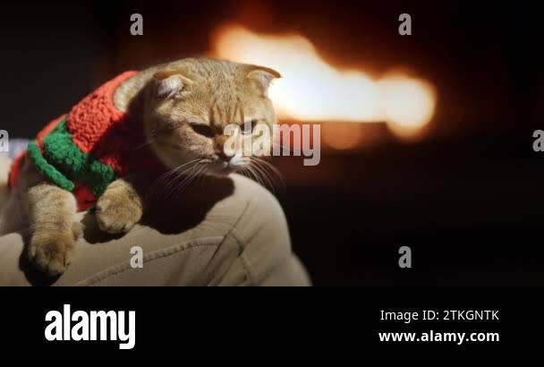 Fire ginger Stock Videos & Footage - HD and 4K Video Clips - Alamy