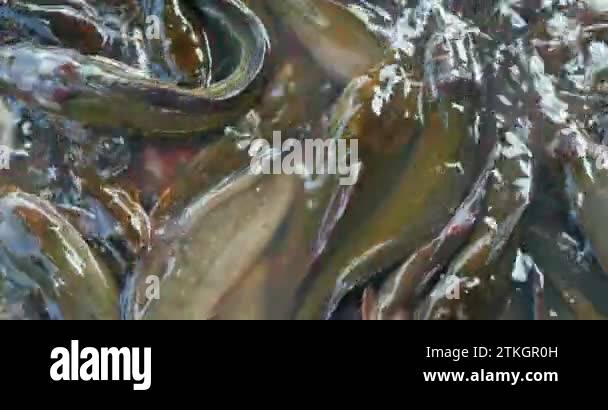 Fish in yellow container Stock Videos & Footage - HD and 4K Video Clips ...