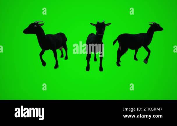 3D animation of the black goat from three different angles to visualize ...