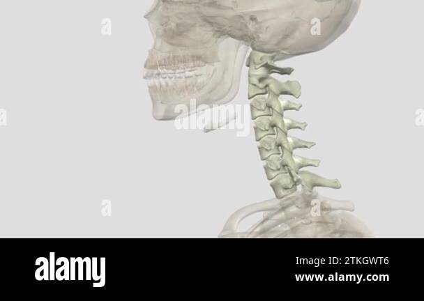 The cervical spine, comprised of seven cervical vertebrae referred to ...