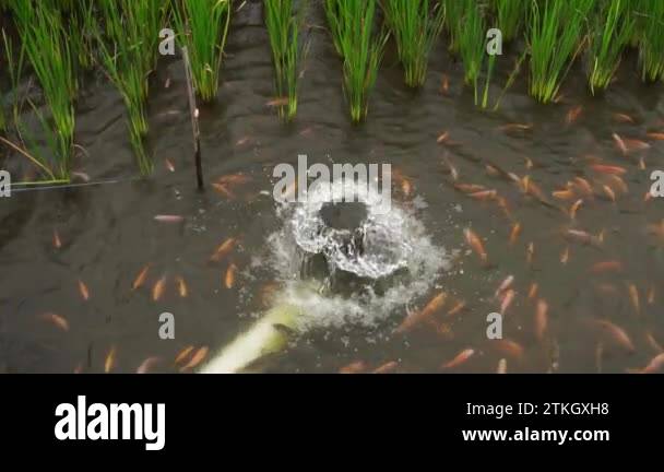 Irrigation water flow system from rivers to ponds and rice fields to ...