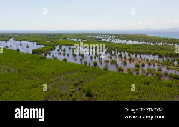 Mangrove trees in the water on a tropical island. An ecosystem in the ...