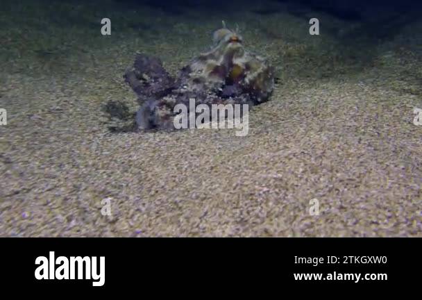 Underwater Scene: The brightly colored Common octopus (Octopus vulgaris ...
