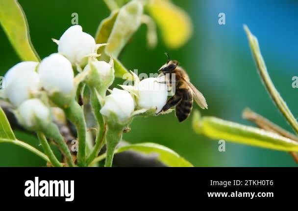 Victorian botany art Stock Videos & Footage - HD and 4K Video Clips - Alamy