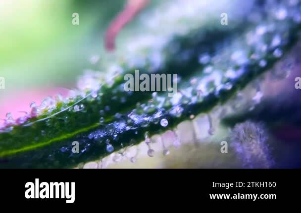 Drug cannabis marijuana under microscope Stock Videos & Footage - HD ...