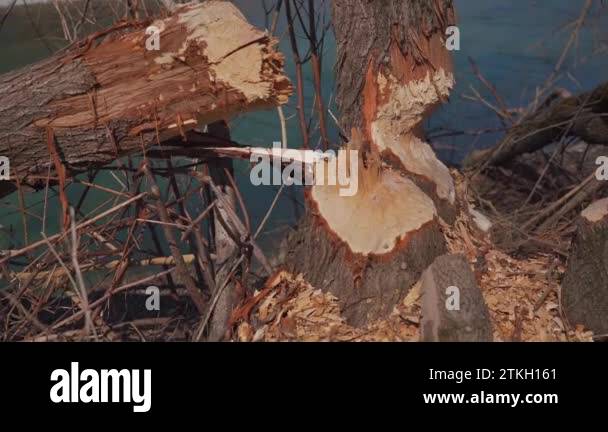 Beaver gnawed tree near the Isar River in Munich, Germany. Tree felled ...