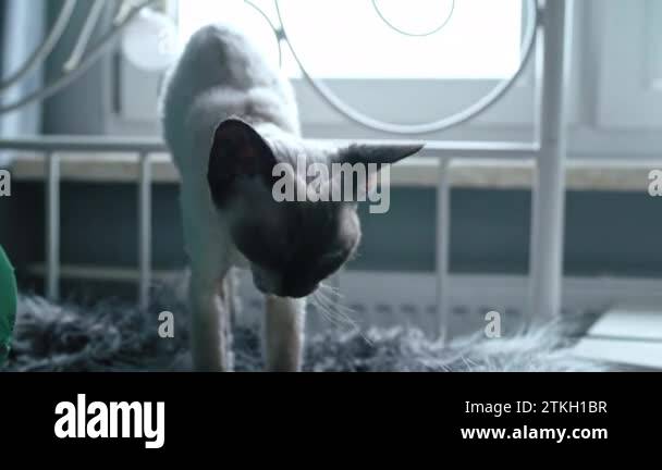 Portrait Purebred Devon Rex Stock Videos And Footage Hd And 4k Video